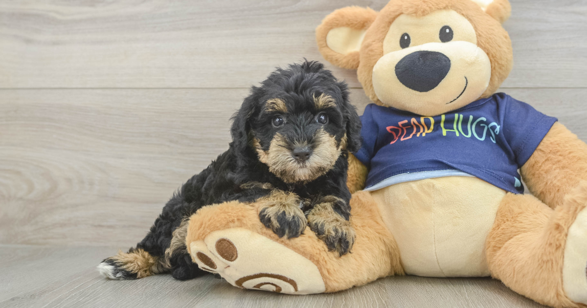 Cute Mini Schnoodle Belinda: 4lb 7oz Doodle Puppy