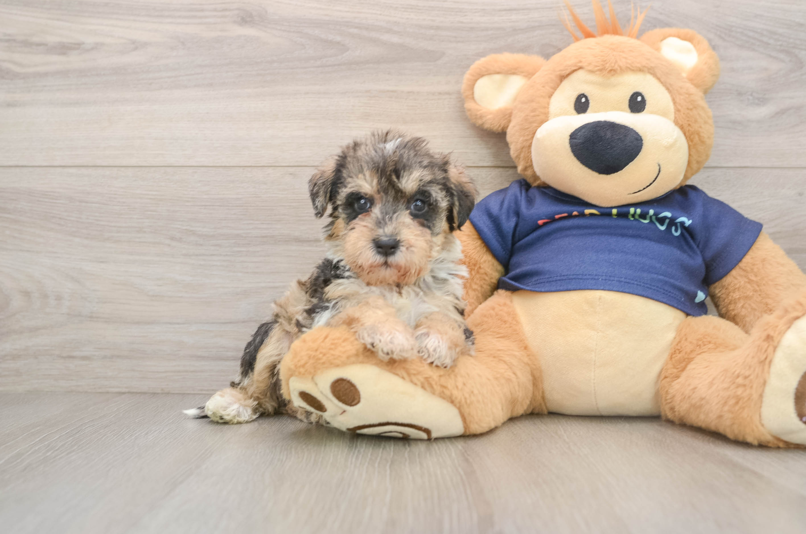 Mini Schnoodle Puppies For Sale | Premier Pups