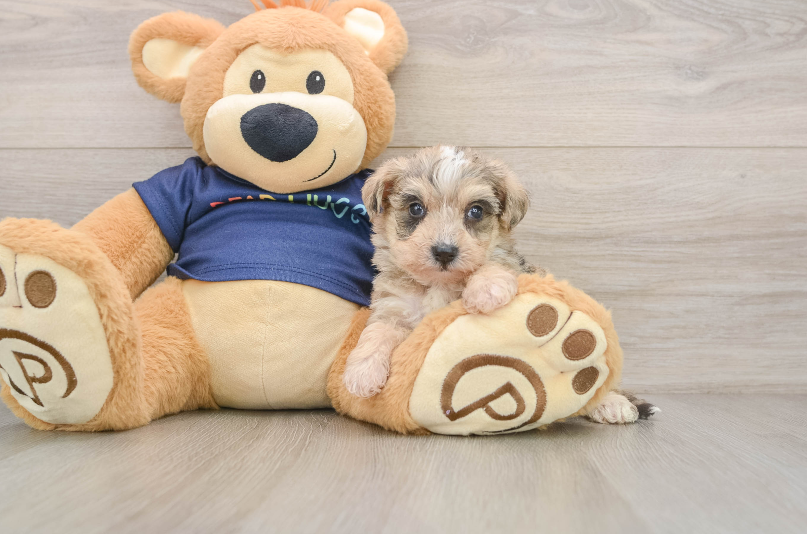 Mini Schnoodle Puppies For Sale | Premier Pups
