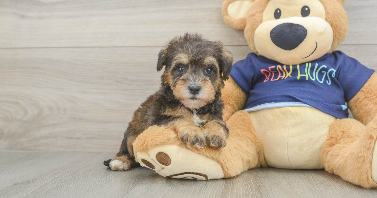 Mini Schnoodle Cappy: 1lb 15oz Doodle Puppy
