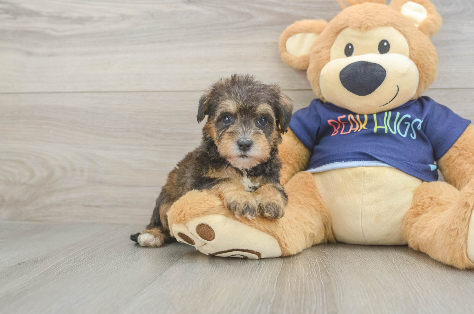 Mini Schnoodle Puppies For Sale | Premier Pups