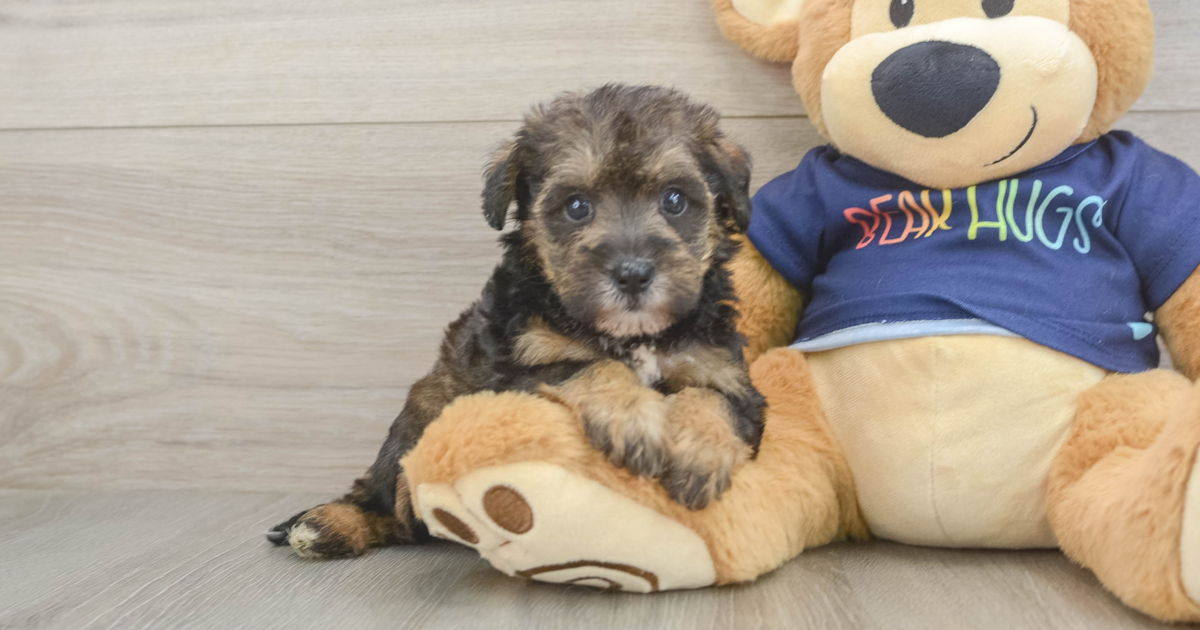 Cute Mini Schnoodle Celeste: 4lb 13oz Doodle Puppy