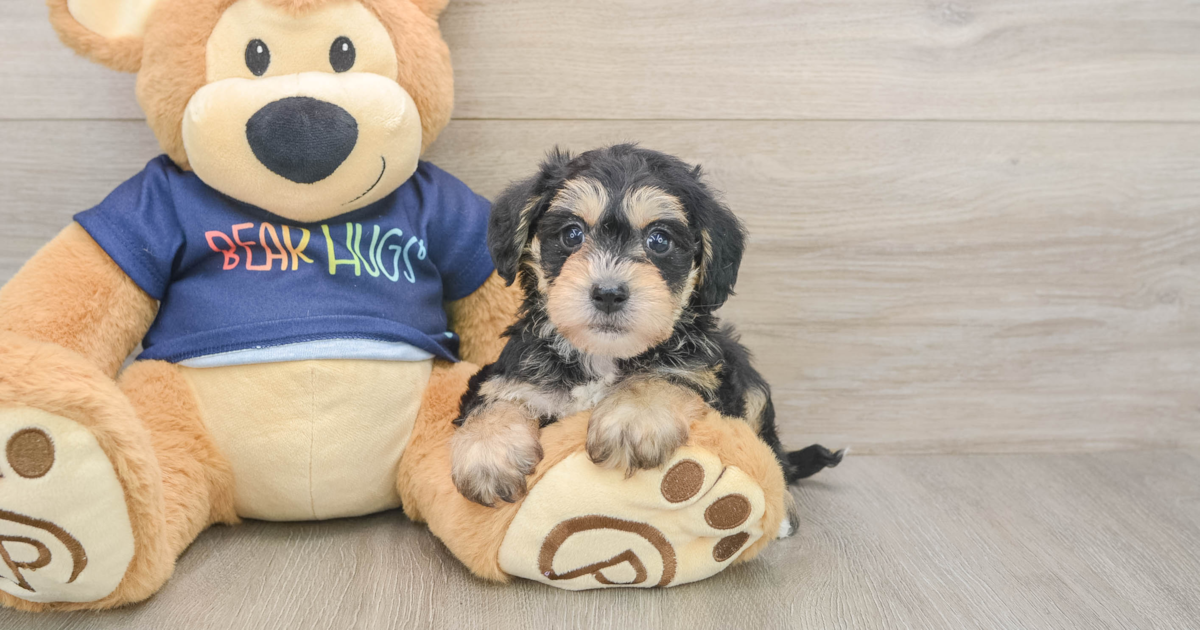 Cute Mini Schnoodle Chesney: 5lb 3oz Doodle Puppy