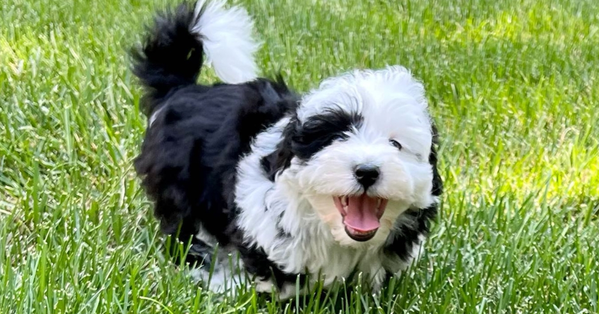 Toy & Mini Sheepadoodle Puppies for Sale | Premier Pups