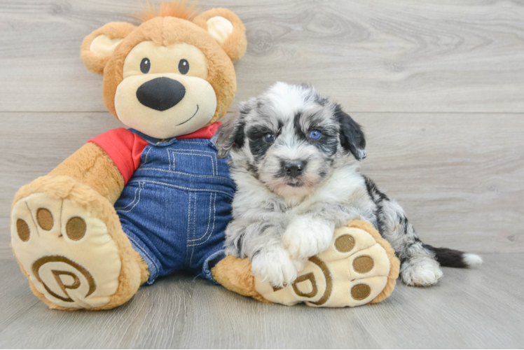 Energetic Mini Sheepadoodle Kane: 8lb 4oz Doodle Puppy