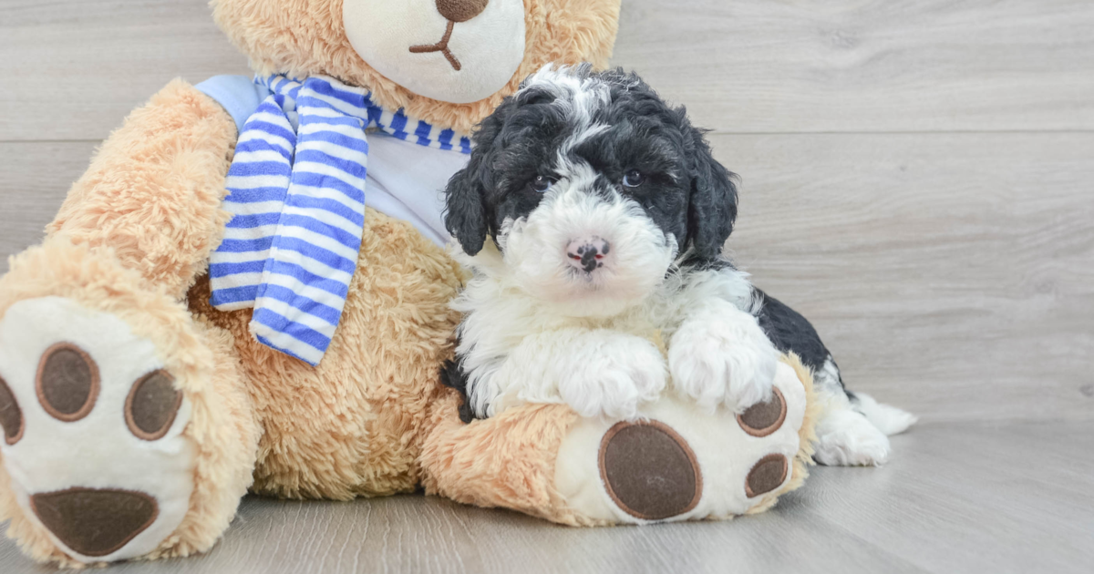Fluffy Mini Sheepadoodle Kay: 7lb 9oz Doodle Puppy