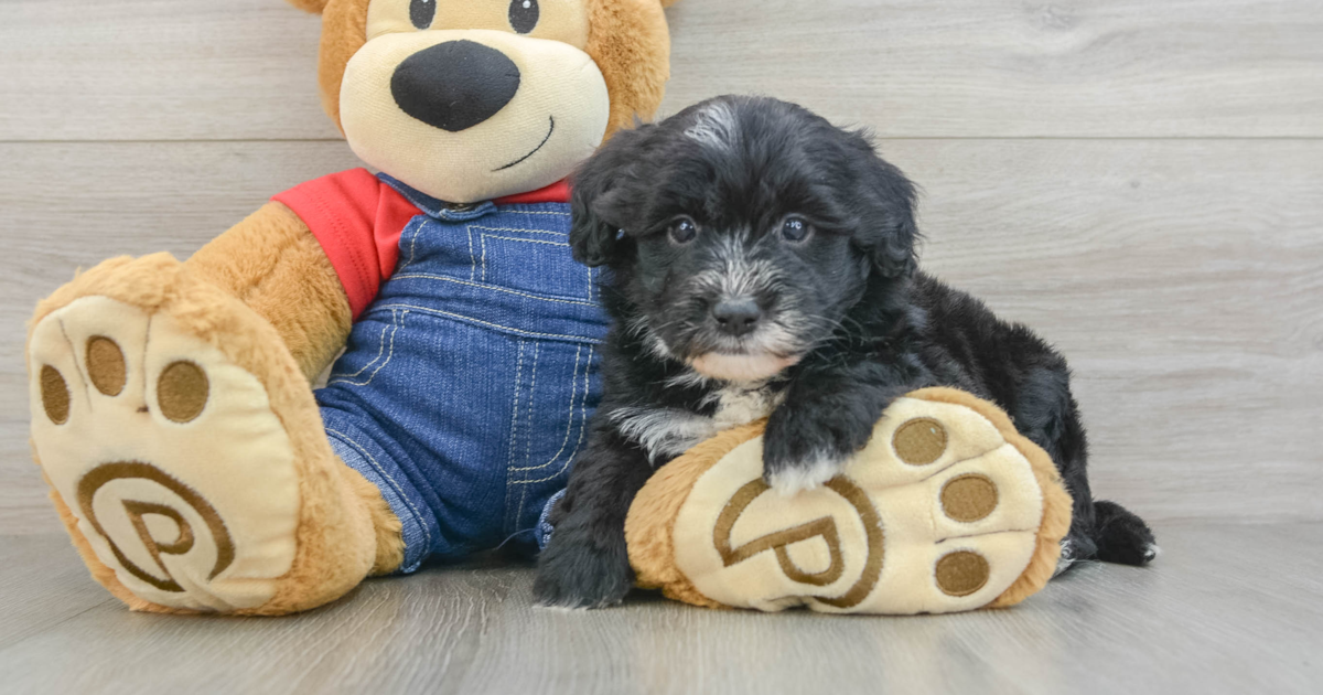 Funny Mini Sheepadoodle Kay: 5lb 10oz Doodle Puppy
