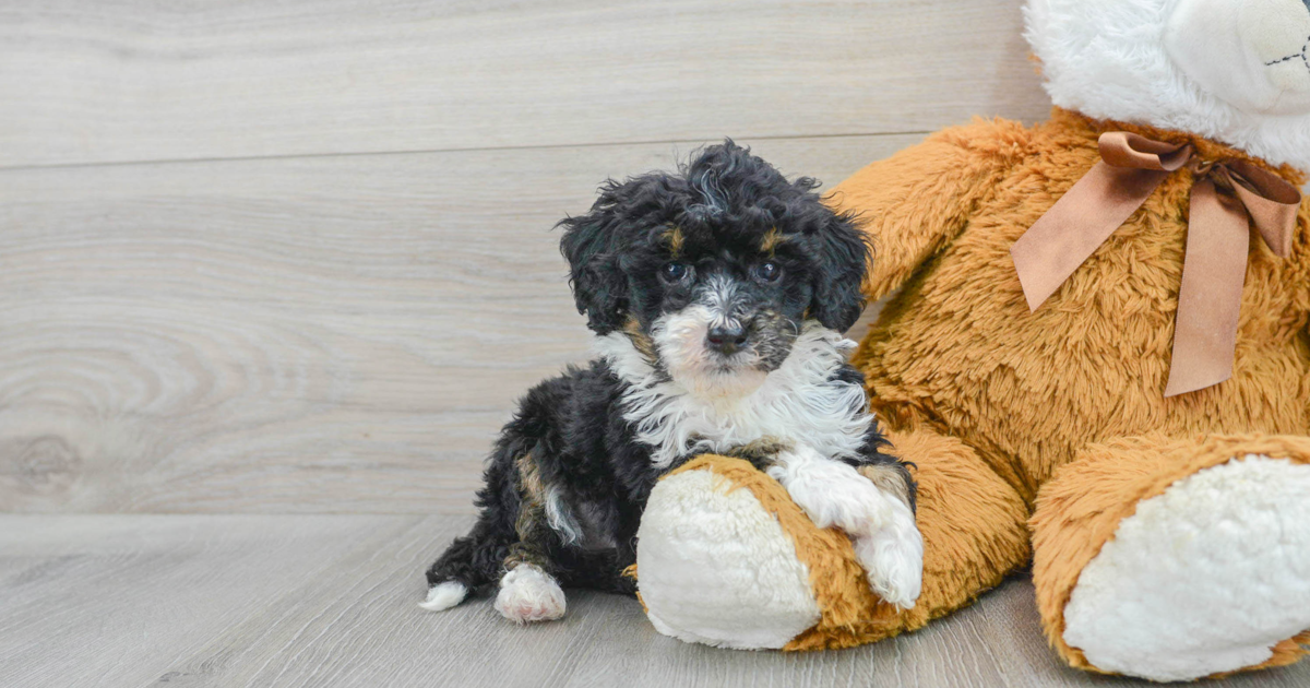 Funny Mini Sheepadoodle Kelsey: 3lb 1oz Doodle Puppy