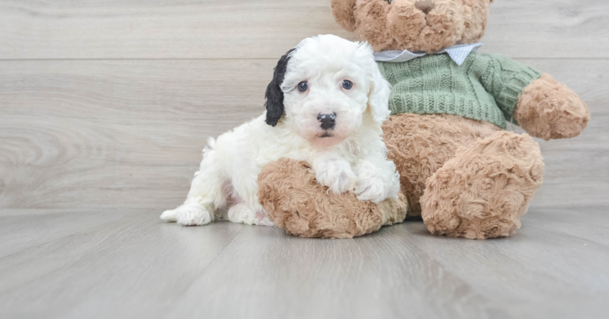 Funny Mini Sheepadoodle Kenneth: 6lb 7oz Doodle Puppy