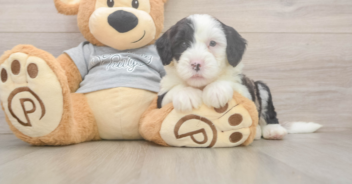 Funny Mini Sheepadoodle Kong: 9lb 7oz Doodle Puppy
