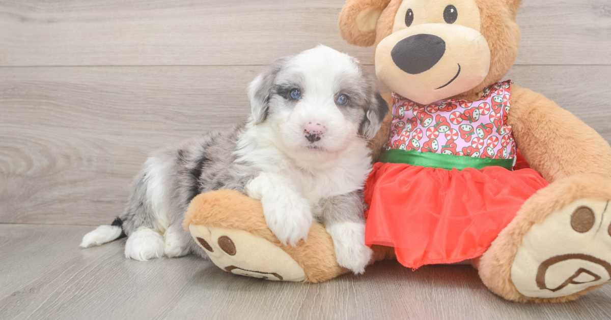Funny Mini Sheepadoodle Kong: 9lb 4oz Doodle Puppy