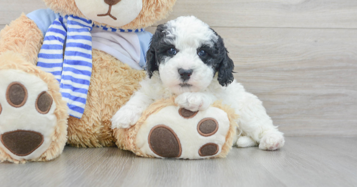 Funny Mini Sheepadoodle Maeve: 7lb 3oz Doodle Puppy