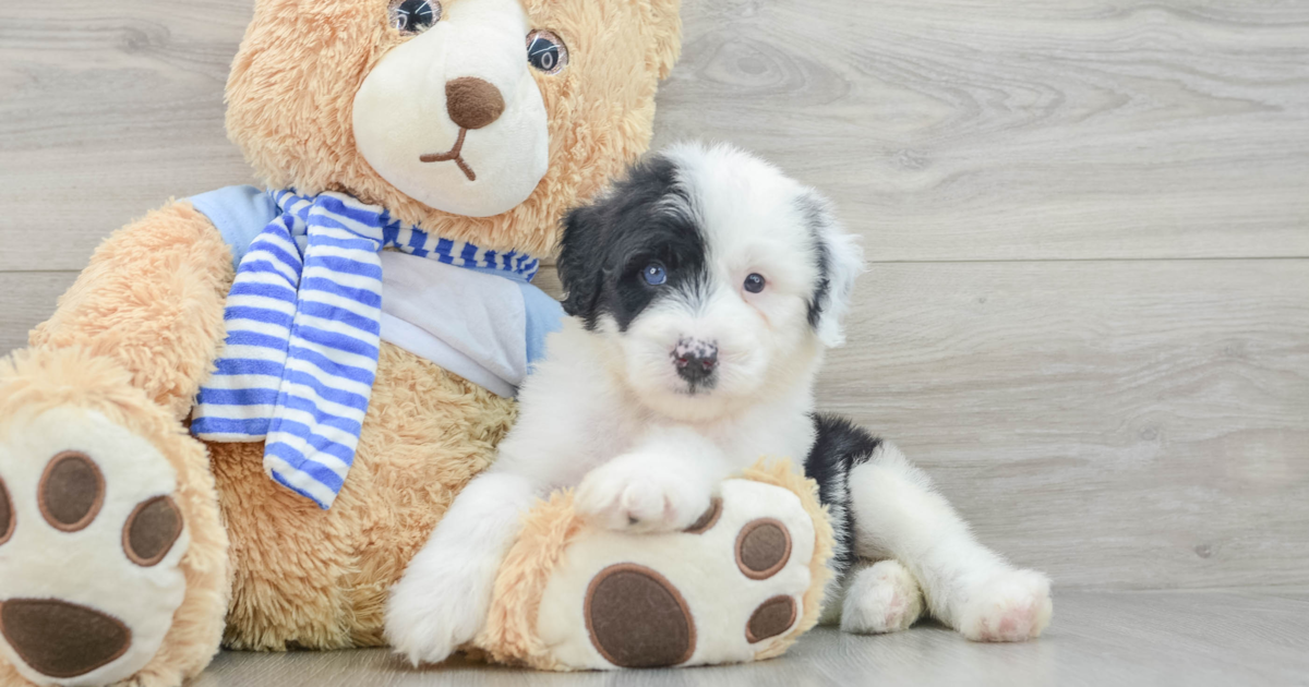 Happy Mini Sheepadoodle Mandalay: 9lb 9oz Doodle Puppy
