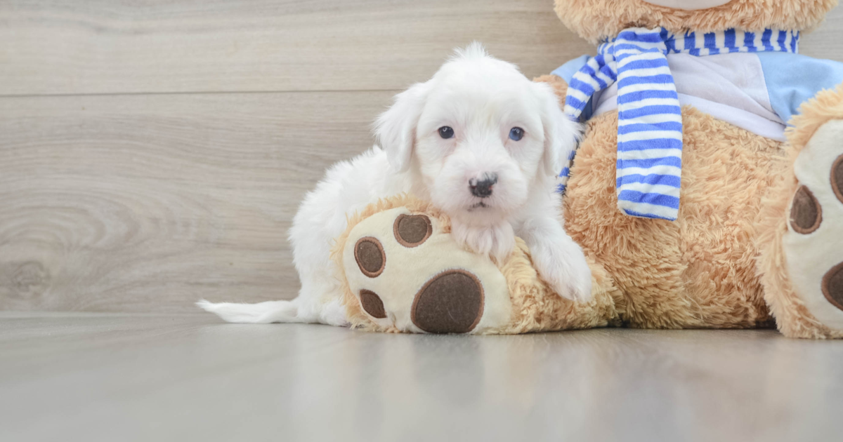 Funny Mini Sheepadoodle Mayo: 7lb 10oz Doodle Puppy