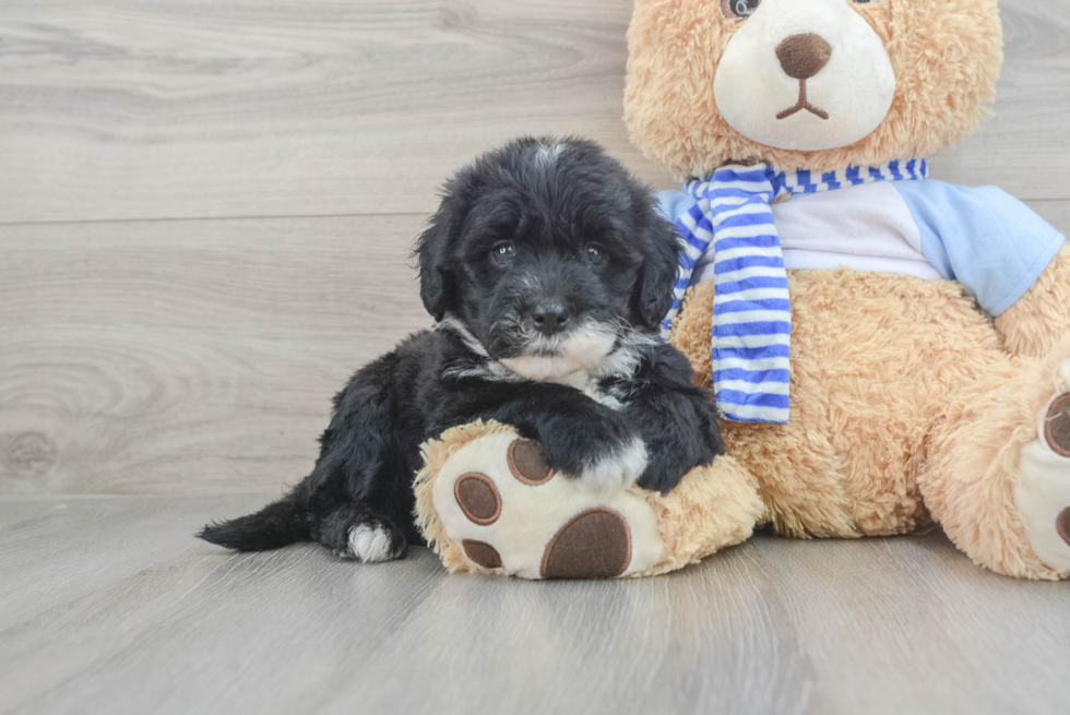 Popular Mini Sheepadoodle Mcgee: 9lb 1oz Doodle Puppy