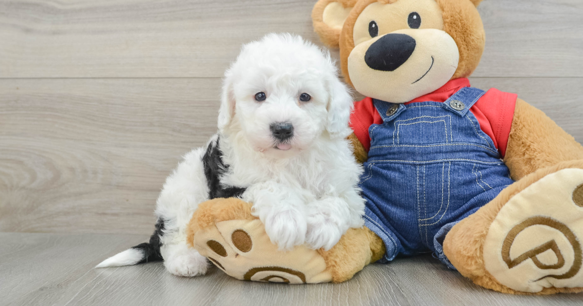 Funny Mini Sheepadoodle Milkshake: 5lb 9oz Doodle Puppy