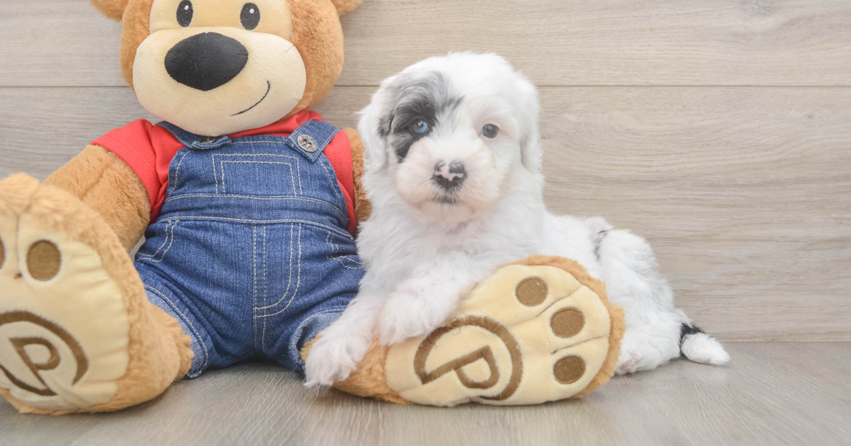 Funny Mini Sheepadoodle Mykonos: 6lb 1oz Doodle Puppy