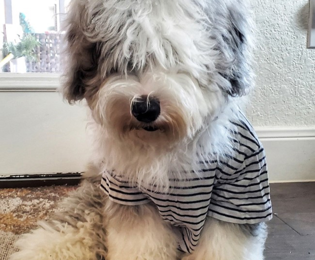 Mini Portidoodle Puppies for Sale - Petite Size | Premier Pups