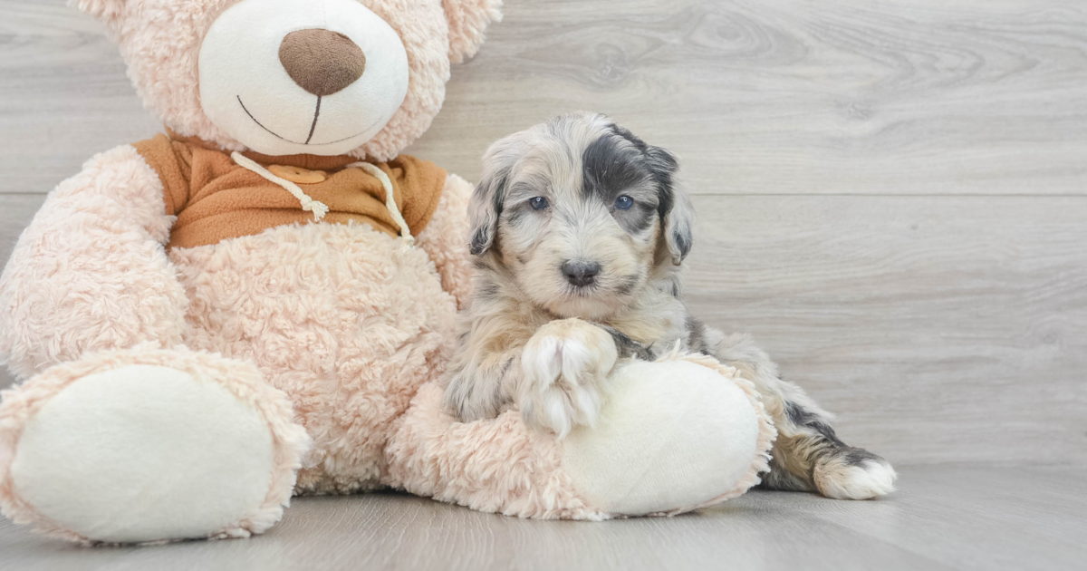 Funny Mini Sheepadoodle Rango: 7lb 15oz Doodle Puppy