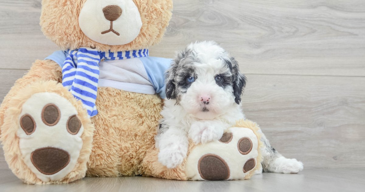 Energetic Mini Sheepadoodle Rango: 6lb 12oz Doodle Puppy