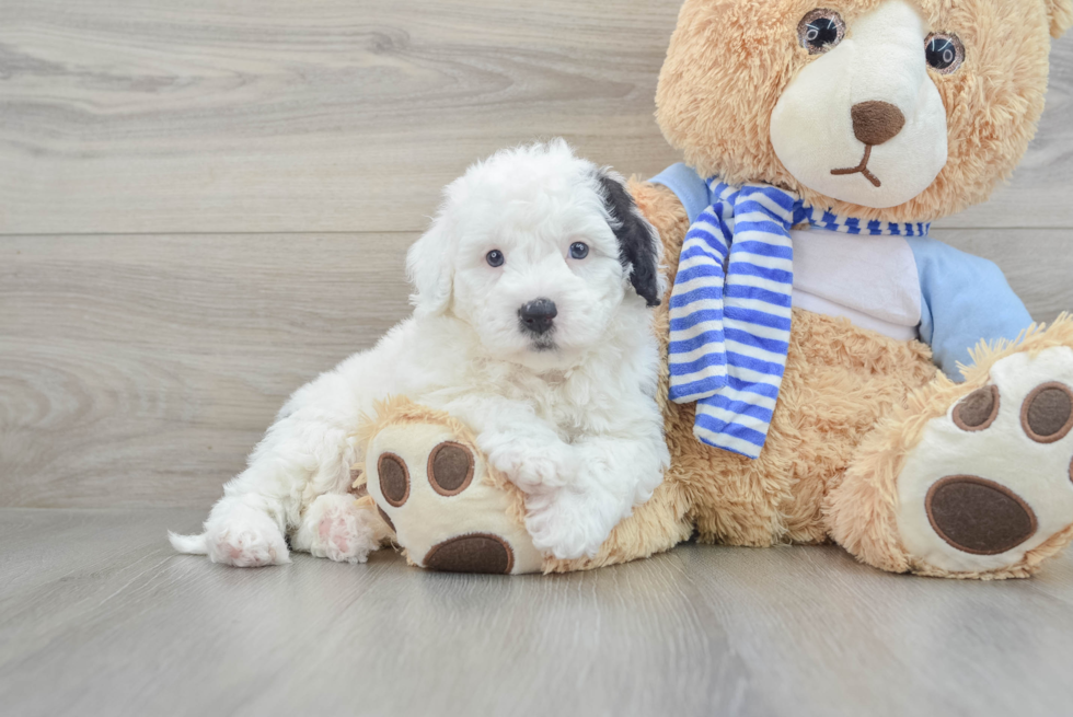 Adorable Mini Sheepadoodle Regatta: 6lb 6oz Doodle Puppy