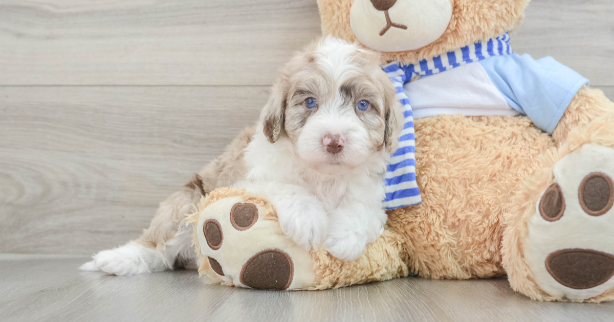 Popular Mini Sheepadoodle Sinclair: 7lb 6oz Doodle Puppy