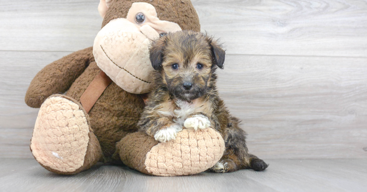 Cute Mini Sheltidoodle Prague: 2lb 1oz Small Breed Puppy
