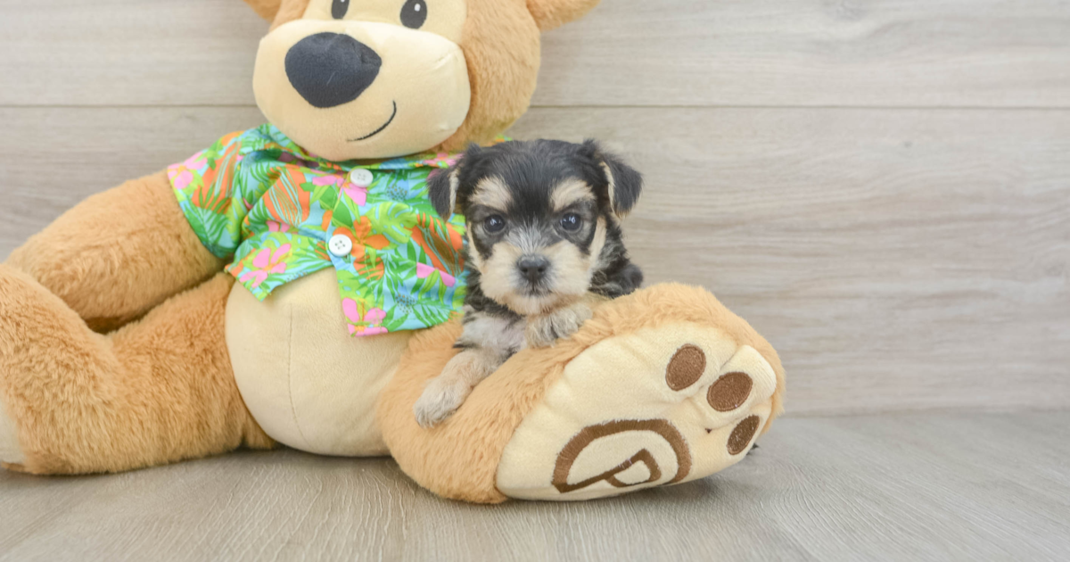 Adorable Morkie Harper: 1lb 13oz Designer Puppy