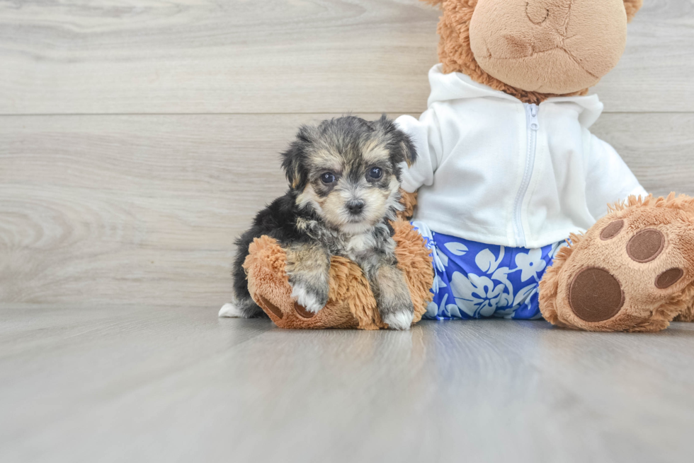 Small Morkie Jackie-O: 1lb 10oz Designer Puppy