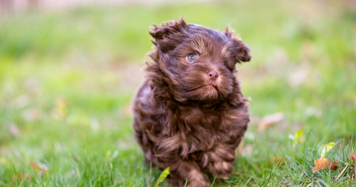 New Puppy Owner Guide – Premier Pups