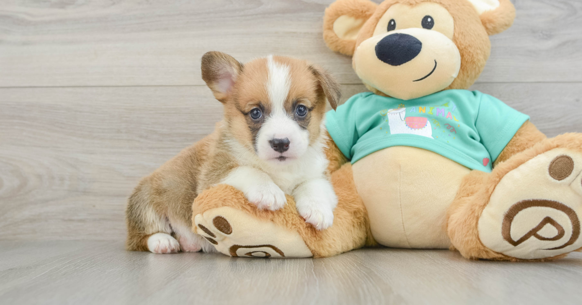 Akc Registered Pembroke Welsh Corgi Meredith: 6lb 6oz Purebred Puppy