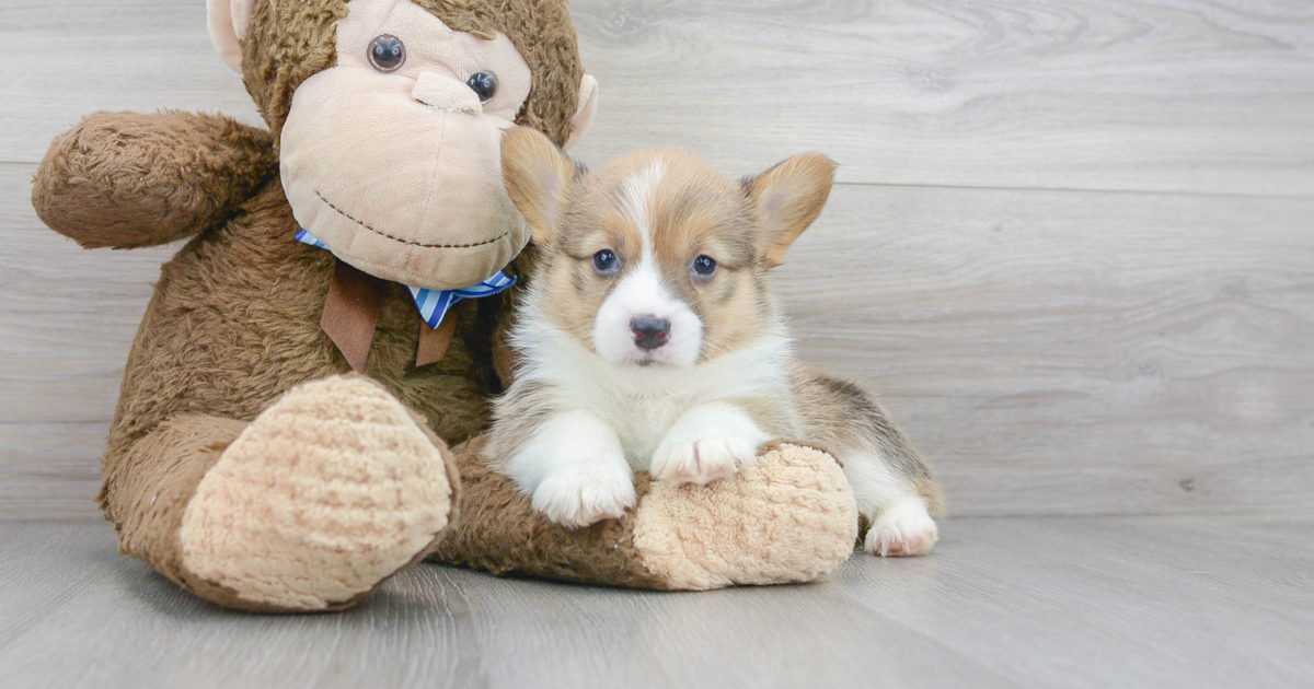 Hypoallergenic Pembroke Welsh Corgi Merrin: 4lb 14oz Purebred Puppy