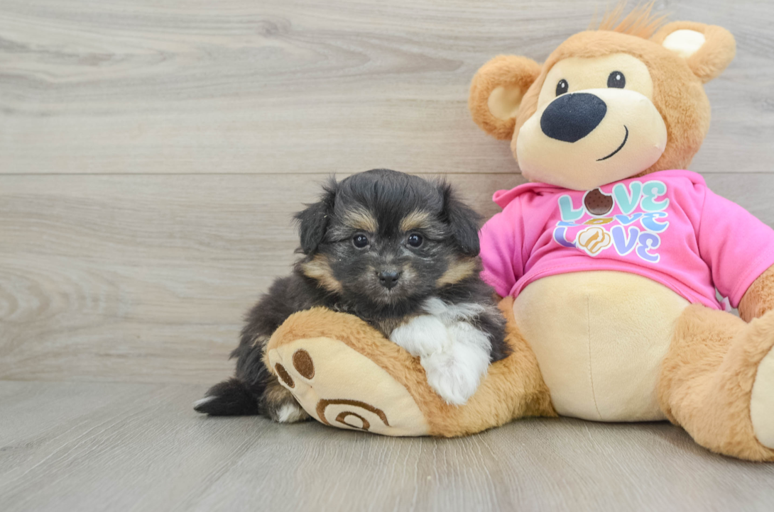 Pomachon Puppies For Sale | Exclusive Designer Puppies