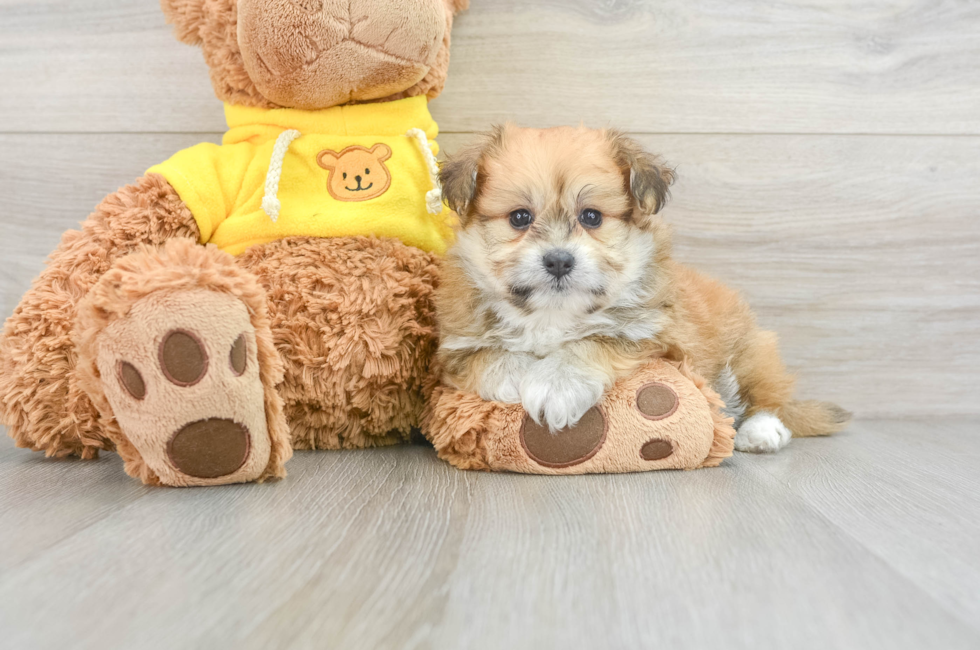 Pomachon Puppies For Sale | Exclusive Designer Puppies