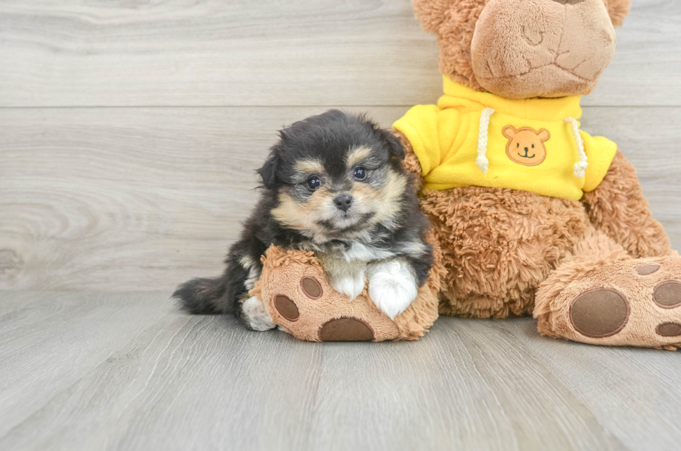 Pomachon Puppies For Sale | Exclusive Designer Puppies