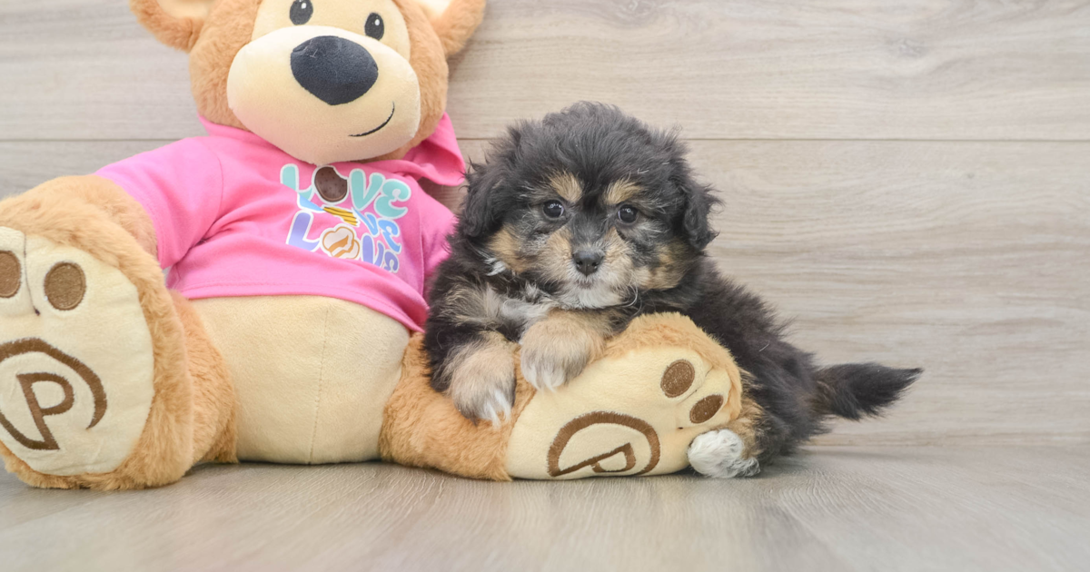 Hypoallergenic Pomachon Foxy: 3lb 7oz Designer Puppy