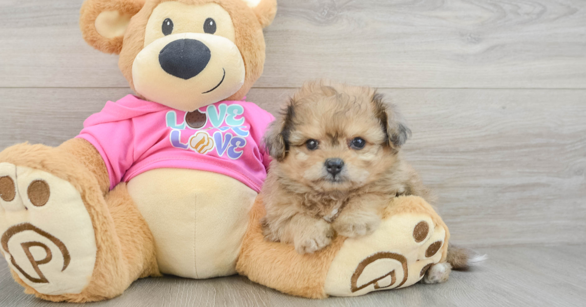 Smart Pomachon Garcia: 3lb 10oz Designer Puppy