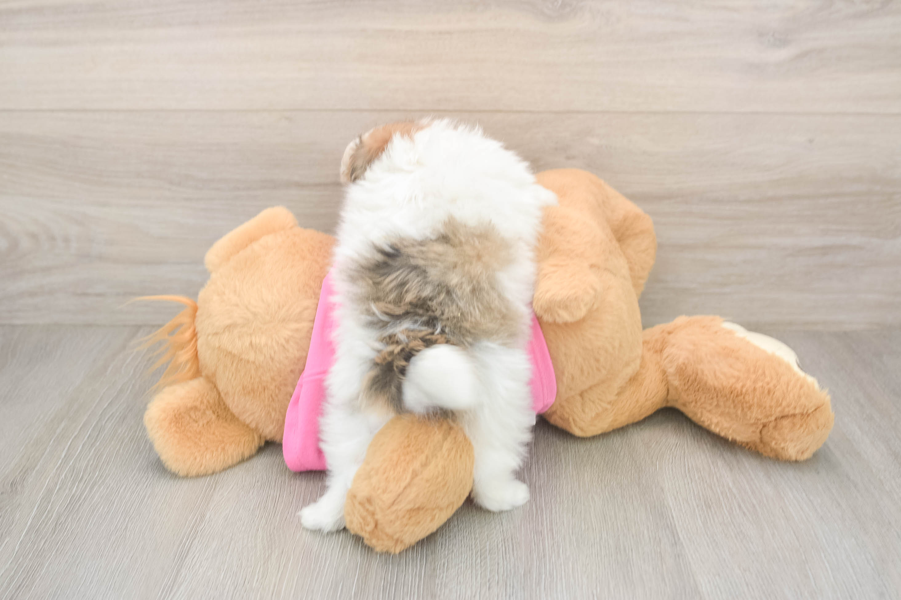 Cute Pomachon Garcia: 2lb 2oz Designer Puppy