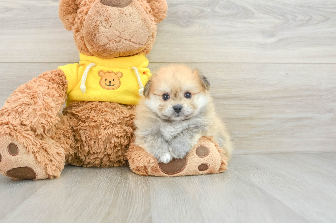 Pomachon Puppies For Sale | Exclusive Designer Puppies