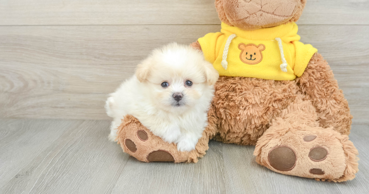 Friendly Pomachon Ira: 2lb 6oz Designer Puppy