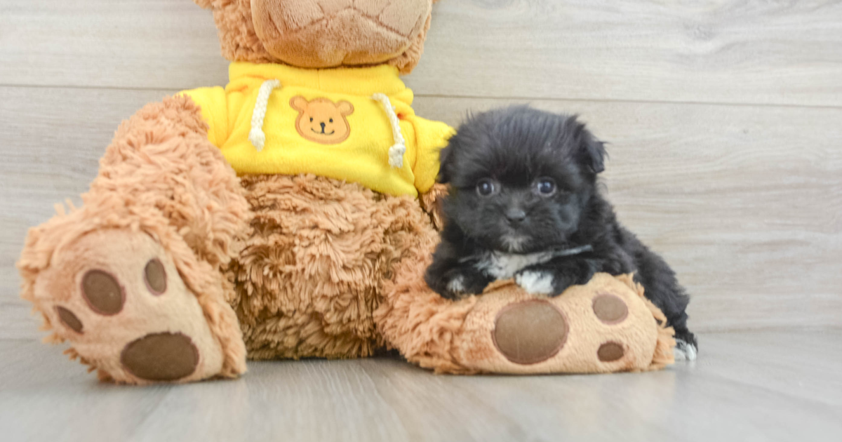 Adorable Pomachon La La: 1lb 14oz Designer Puppy