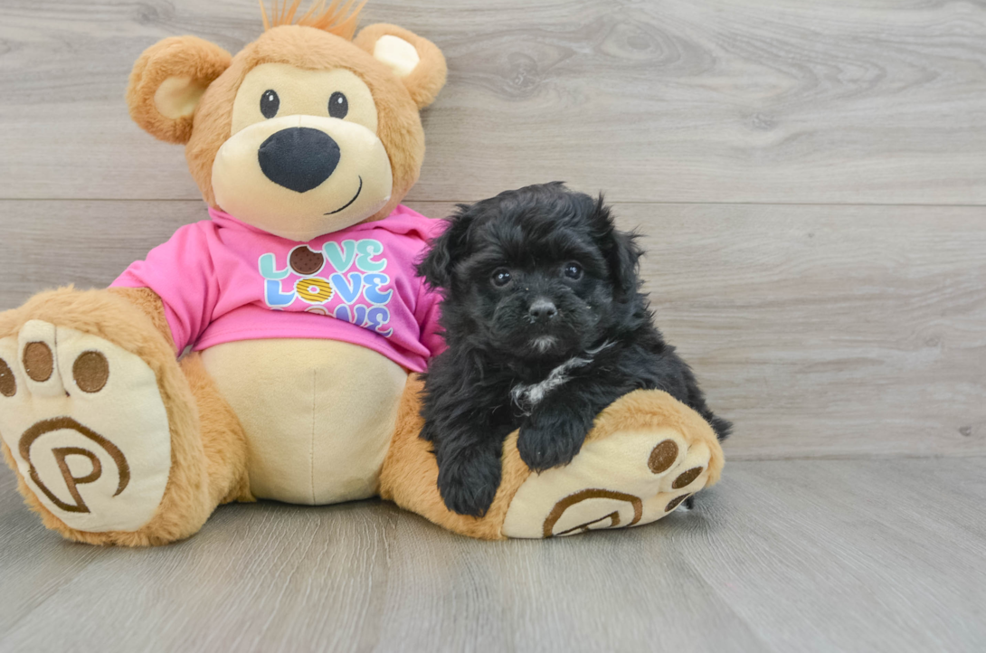 Pomachon Puppies For Sale | Exclusive Designer Puppies