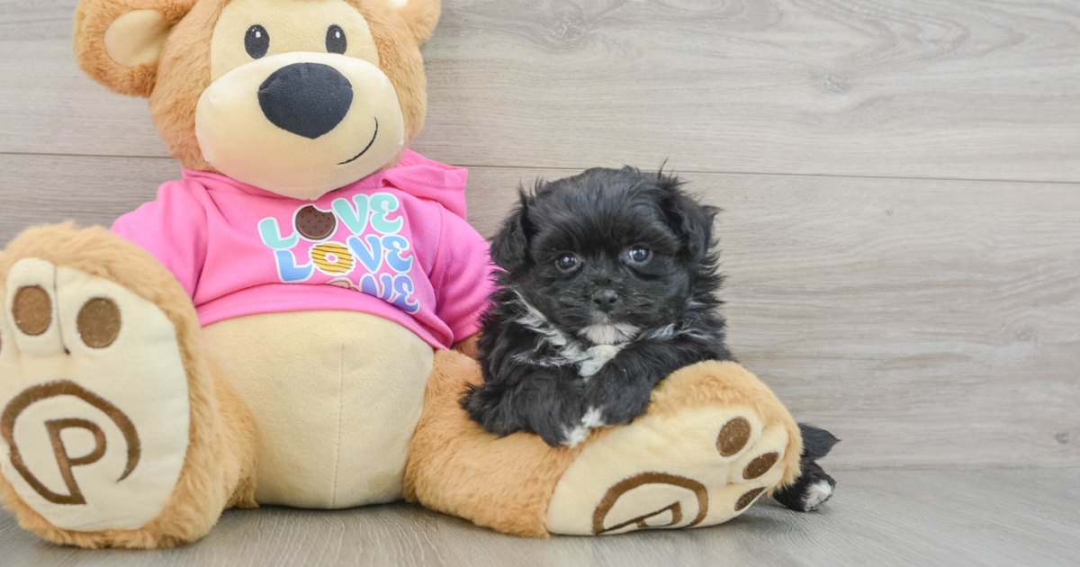 Small Pomachon Petey: 2lb 15oz Designer Puppy