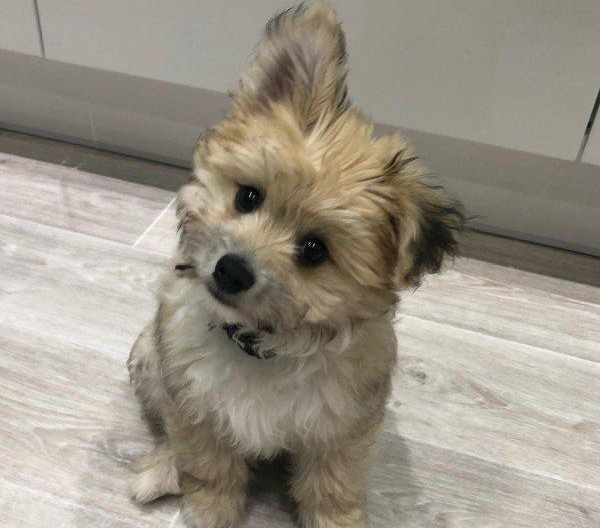 Exclusive Pomapoo Puppies For Sale | Premier Pups