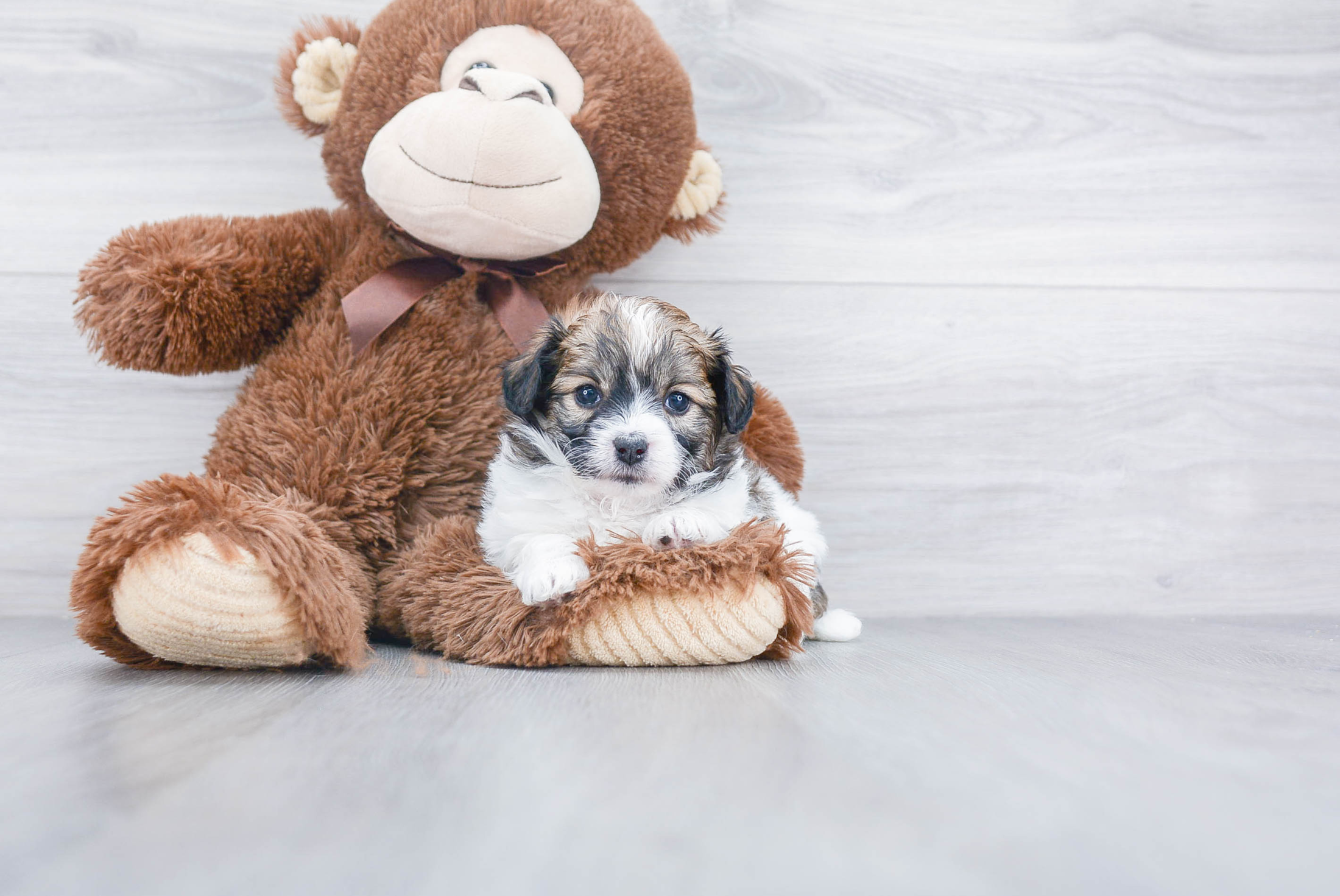 Photo Gallery: Beautiful Pomachon Pictures | Premier Pups