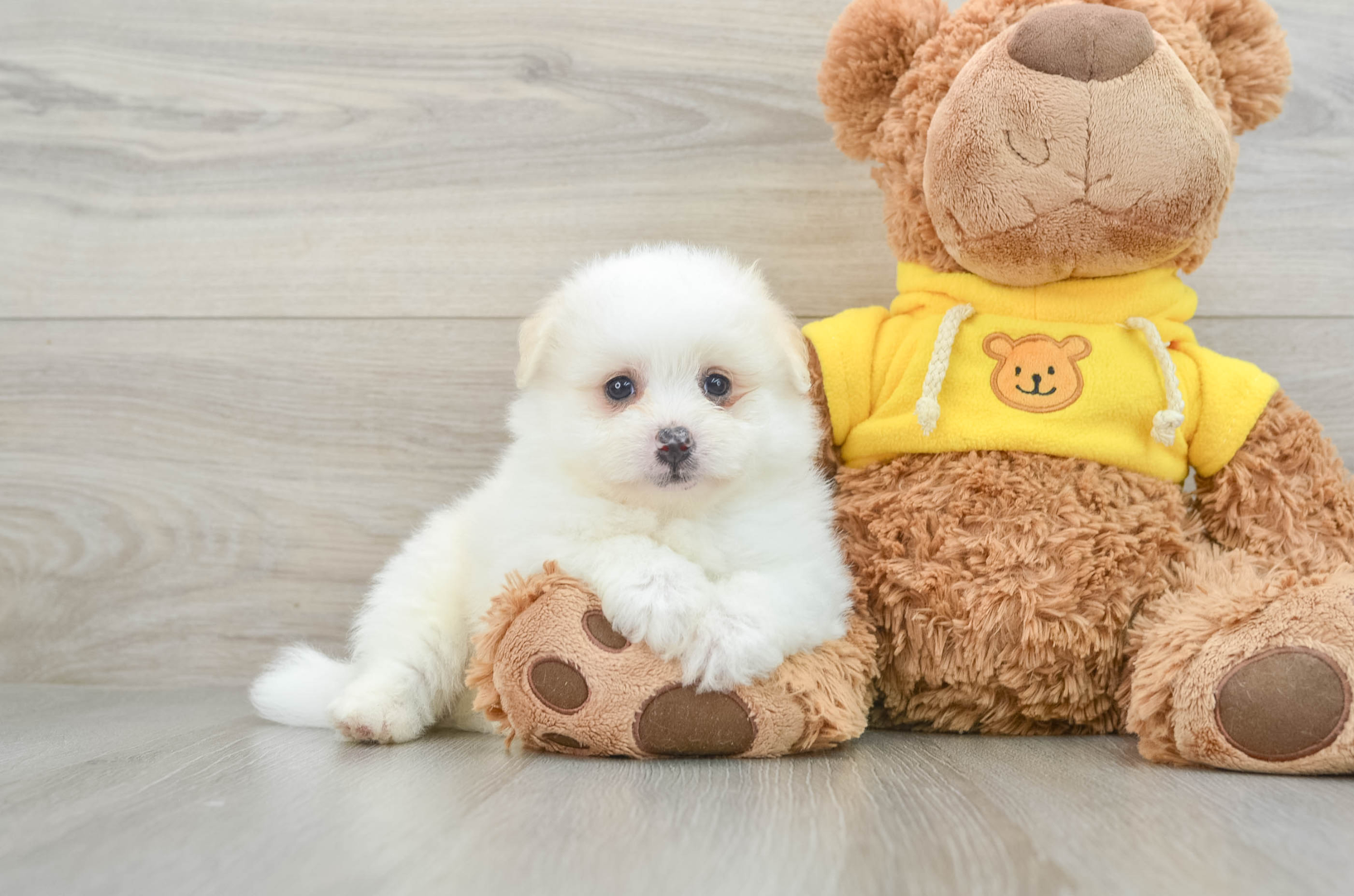 Pomachon Puppies For Sale | Exclusive Designer Puppies