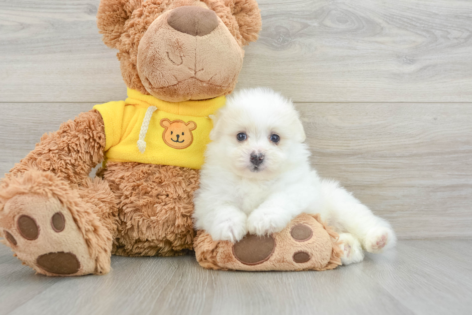 Photo Gallery: Beautiful Pomachon Pictures | Premier Pups