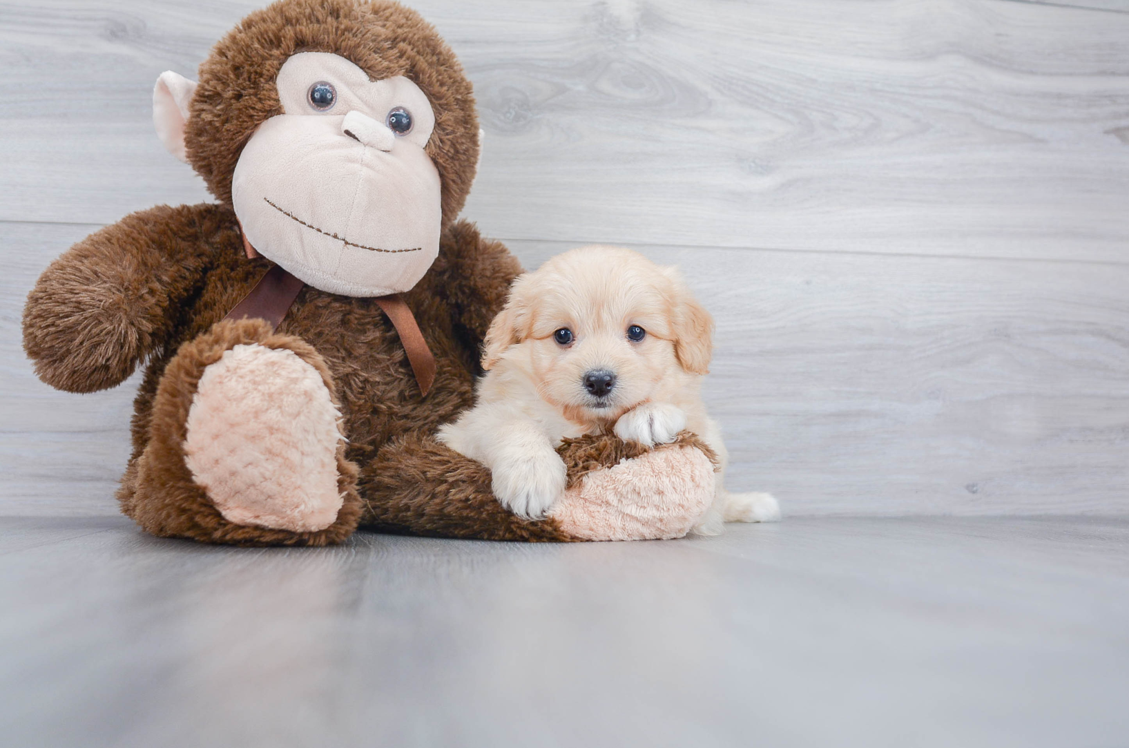 Exclusive Pomapoo Puppies For Sale | Premier Pups