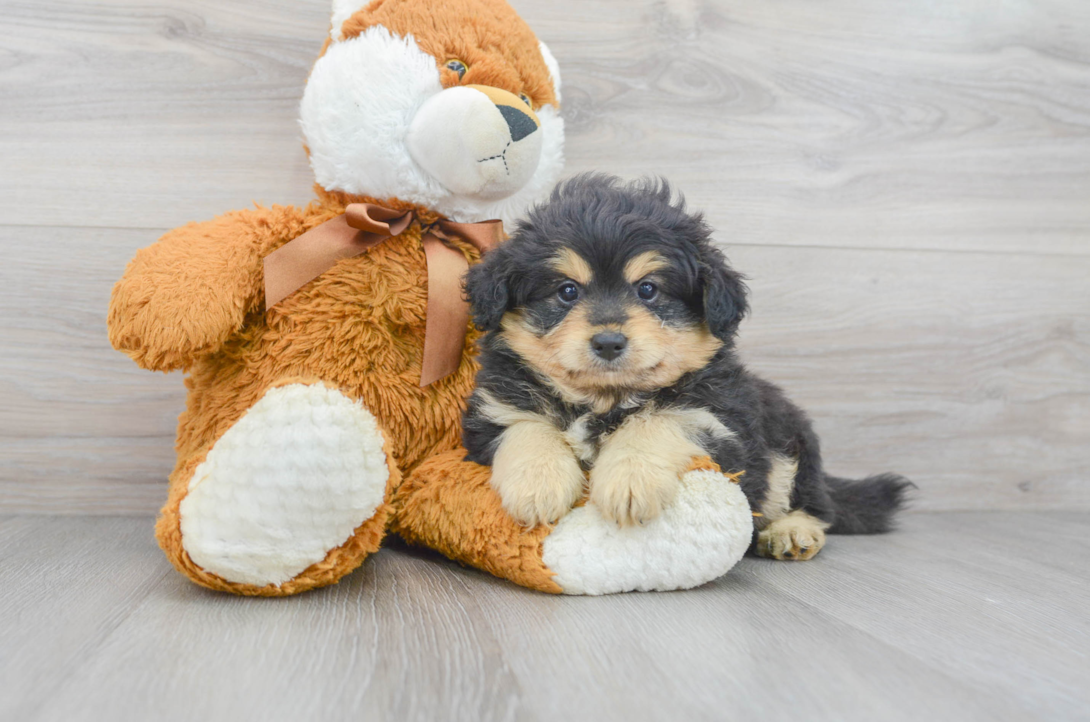 Exclusive Pomapoo Puppies For Sale | Premier Pups