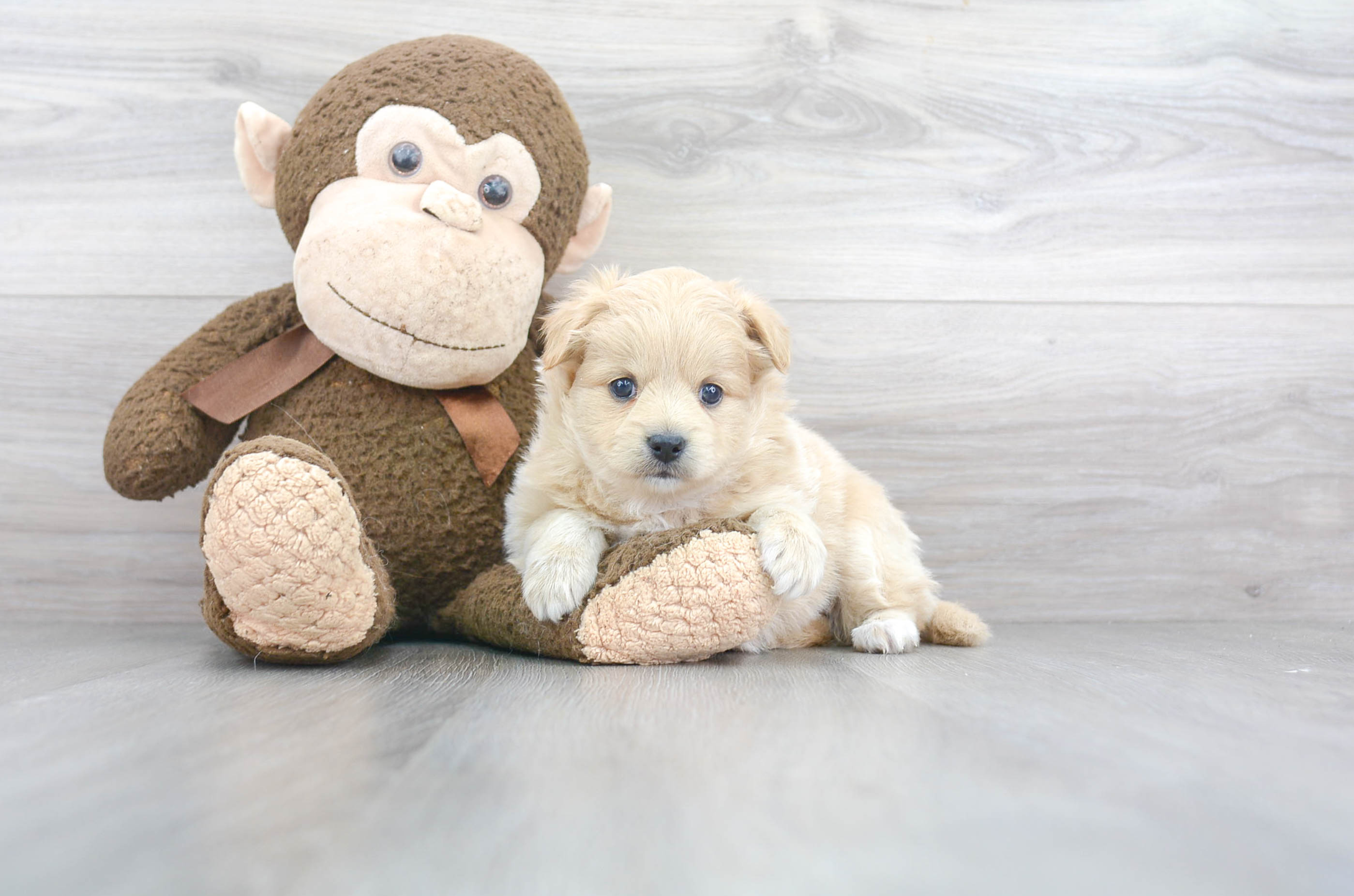 Exclusive Pomapoo Puppies For Sale | Premier Pups